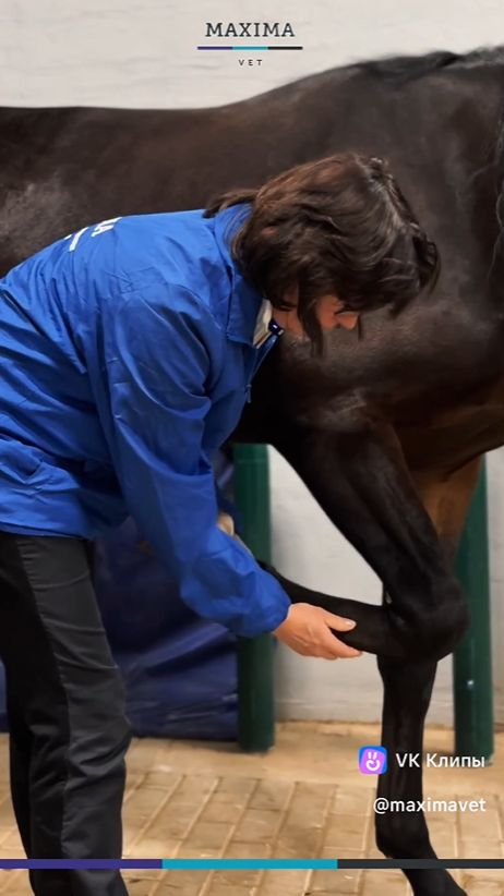 Причина хромоты лошади стала очевидной после МРТ. Мария ЖУКОВА – об интересном клиническом случае.