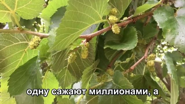 Ягода, которая сильнее вина и мяса по пользе, но за её посадку вас могут оштрафовать