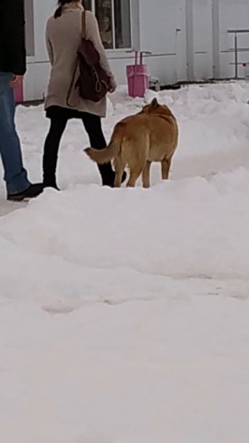 Народные приметы...