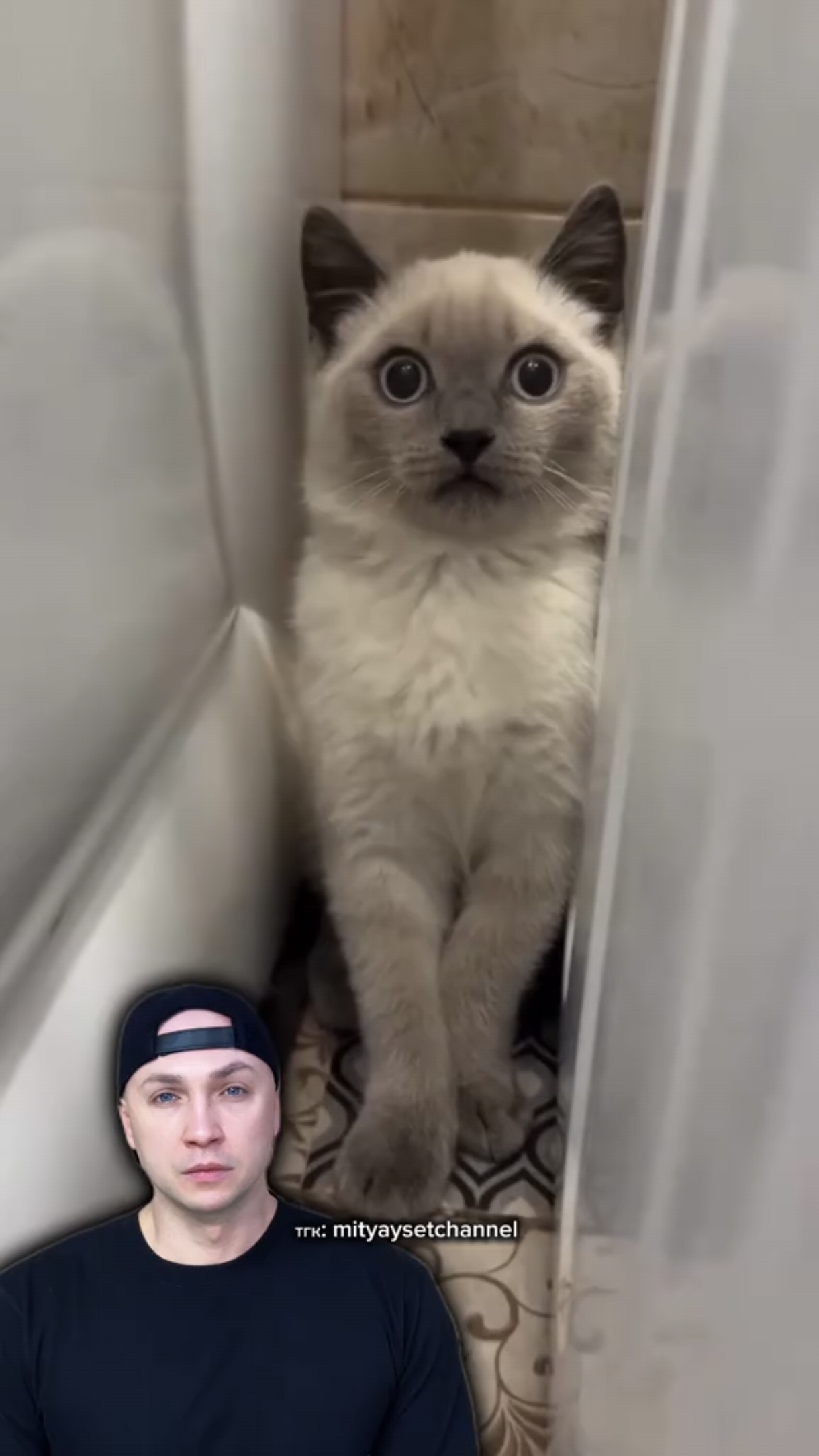 Как правильно ругать кота 🙀