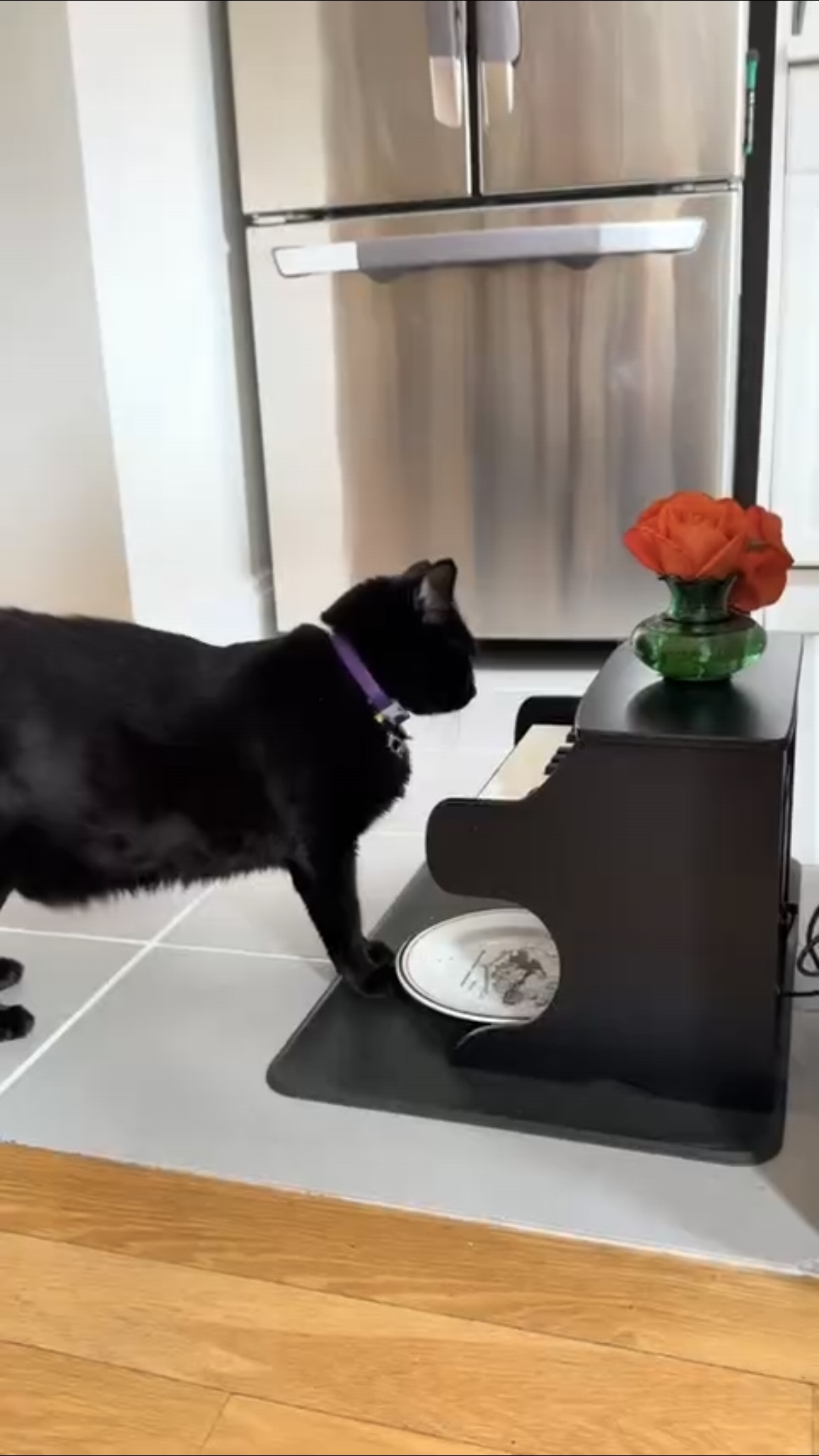 Музыкальная кото кормушка 👍