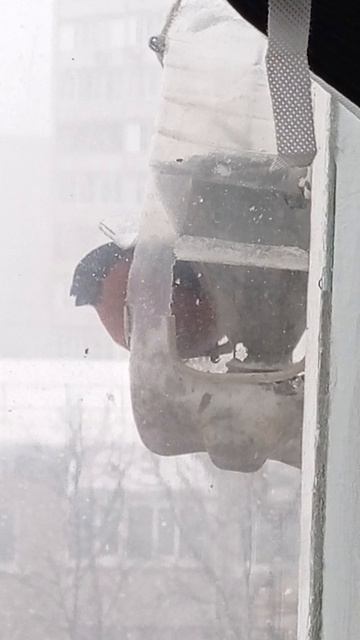 на кормушке1