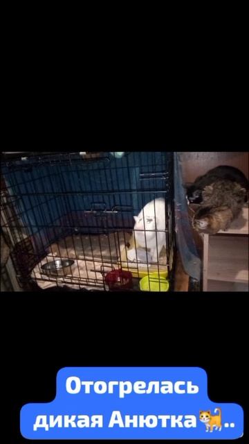 Отогрелась бездомная кошка . Поела. Играет немножко.