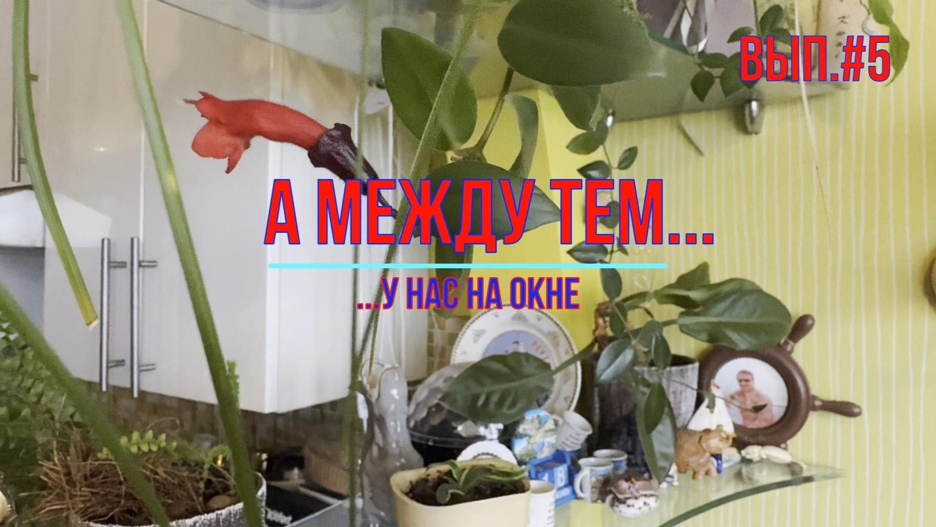 Цветы на окне #5