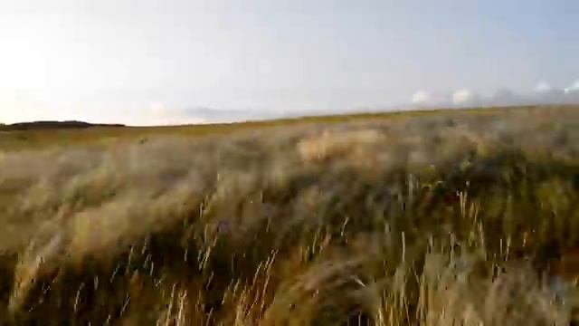 Ковыль на ветру в прикерченских степях