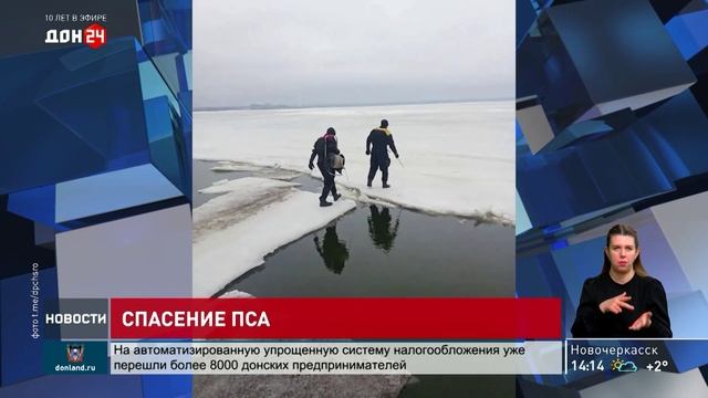 Спасение пса