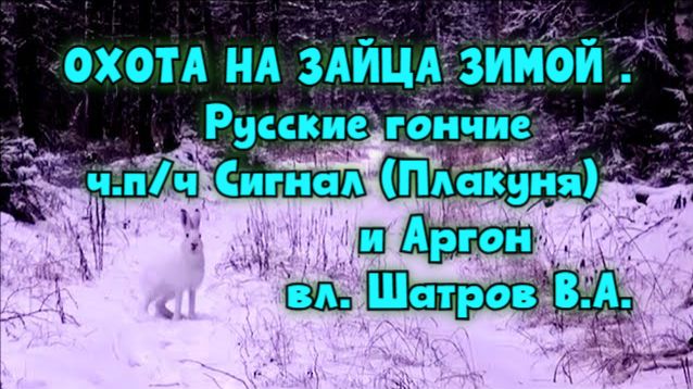 ОХОТА НА ЗАЙЦА ЗИМОЙ .Русские гончие ч.п/ч Сигнал (Плакуня) и Аргон вл. Шатров В.А.#охота #hunting