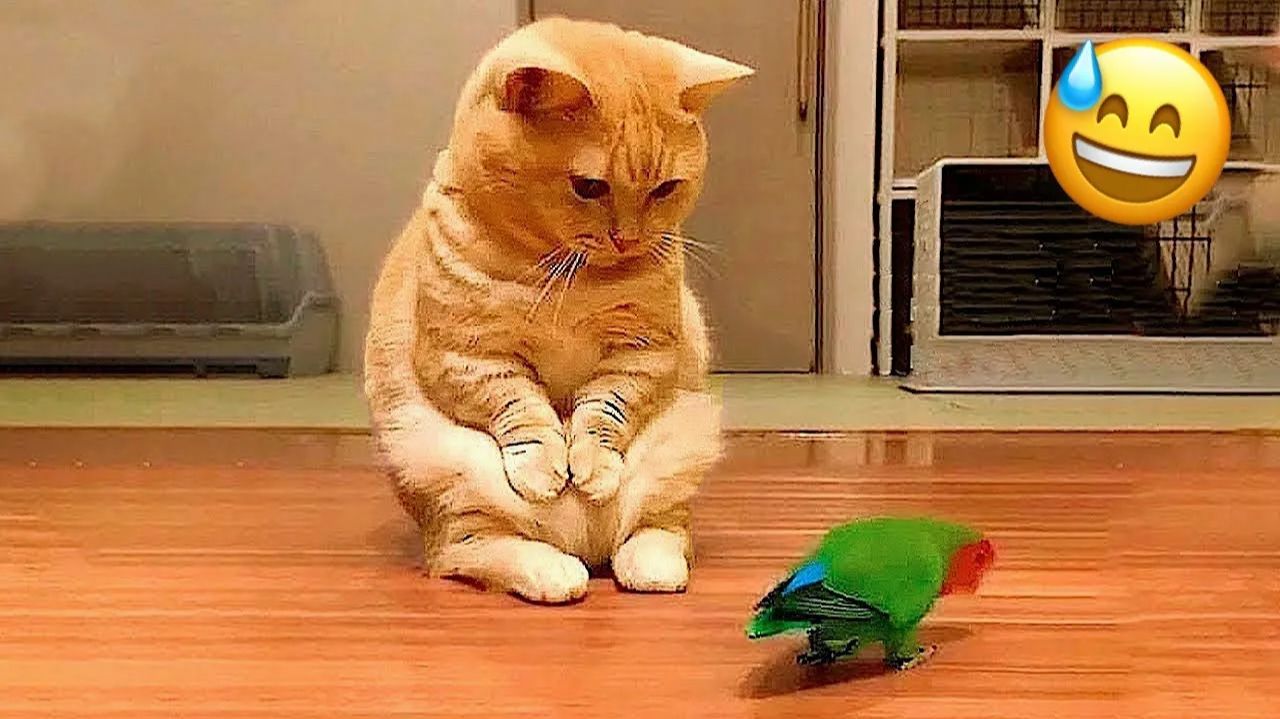 Смешные и забавные животные 😻😺 Лучшие приколы с животными 🐶 Подборка забавных животных