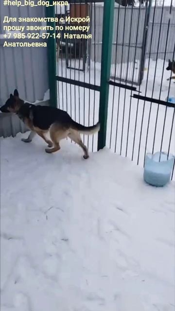 Молодая покладистая овчарка Искра 🌸 ищет 🏠❗#собака #друг #любовь #овчарка  #немецкаяовчарка