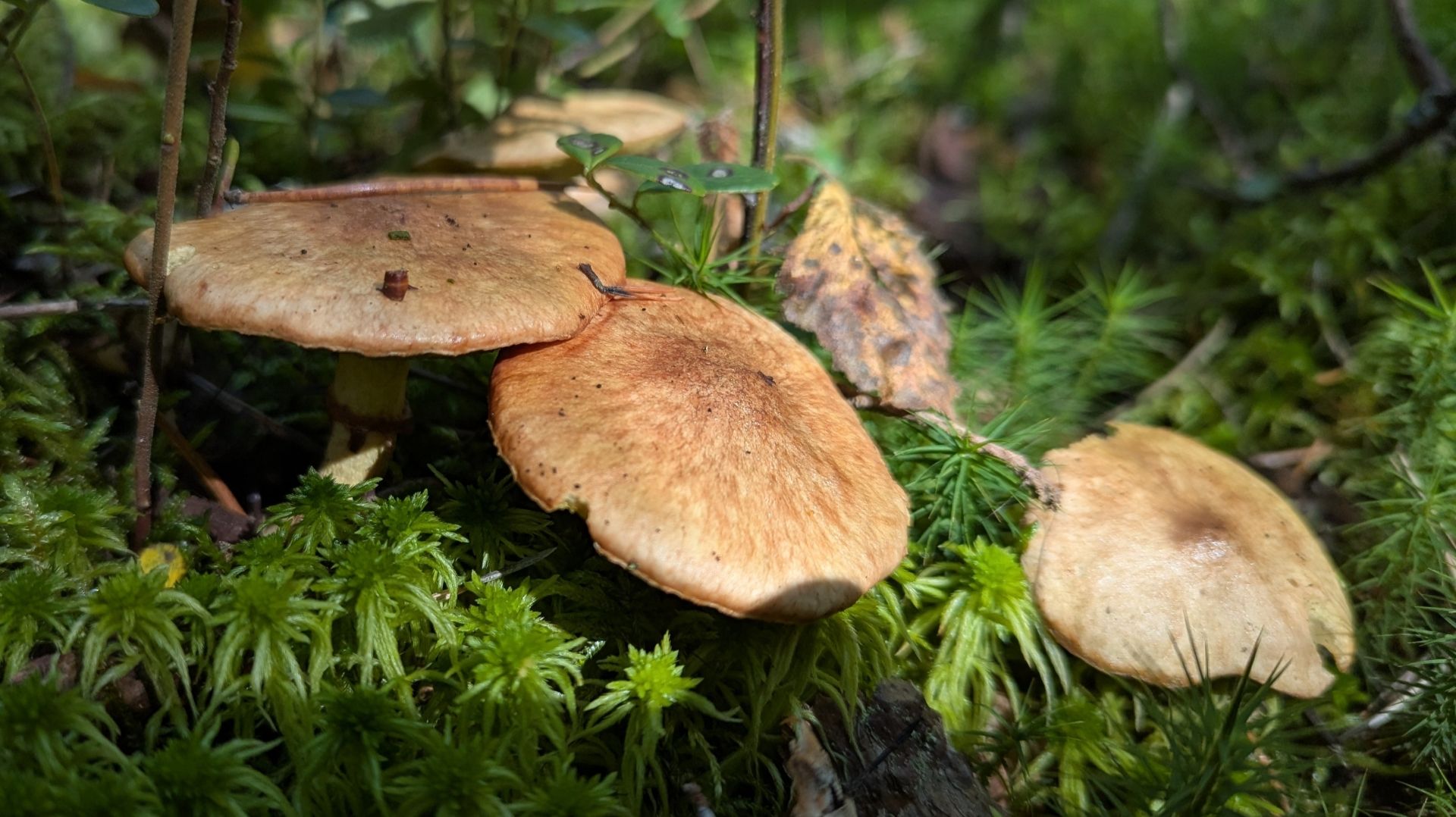 Маслёнок болотный (Suillus flavidus). Как выглядит гриб на месте произрастания.