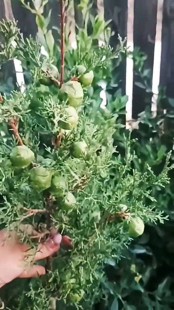 Вечнозеленые великаны моего сада.Кипарисы#хвойные#кипарисы#садна4сотках#южныйсад#декоративныйсад