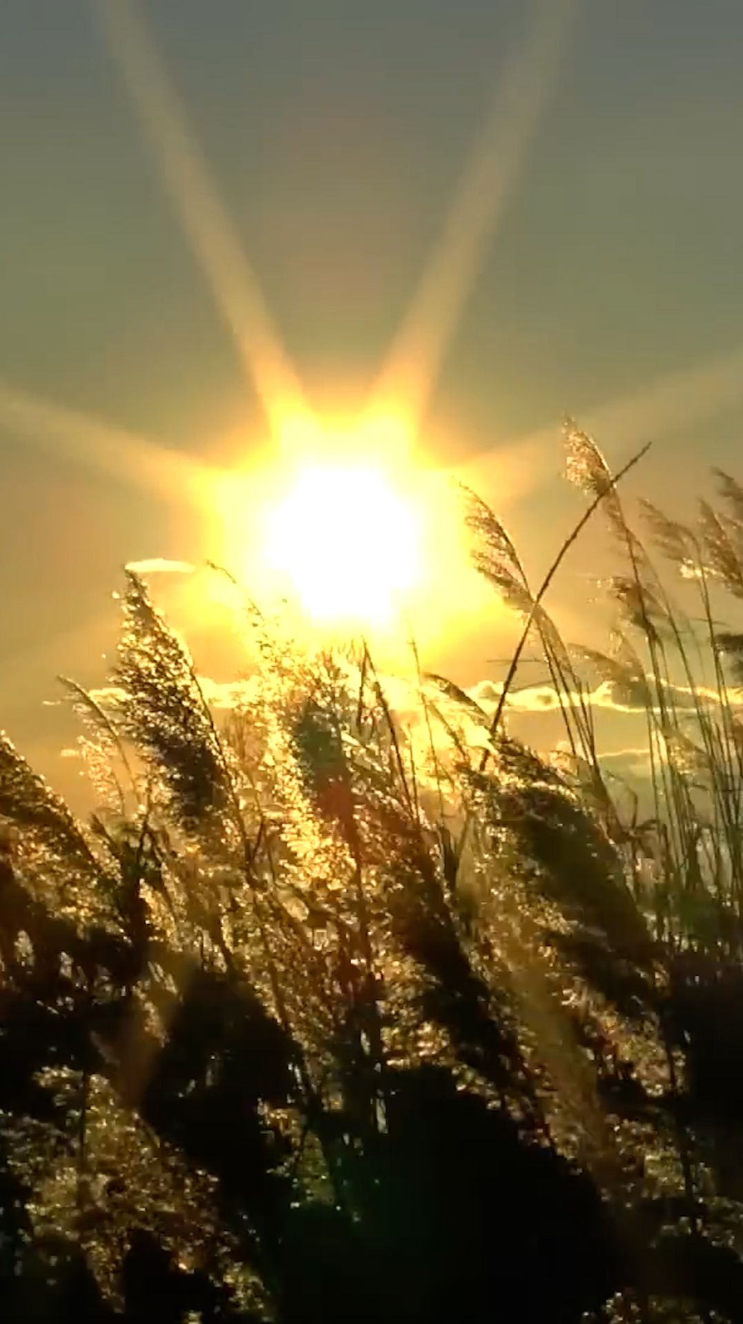 3 удачные охоты на лису