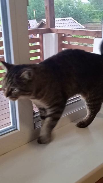 Сами гуляете, а как же я!