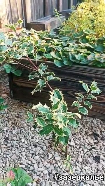 Зеркало садовой души