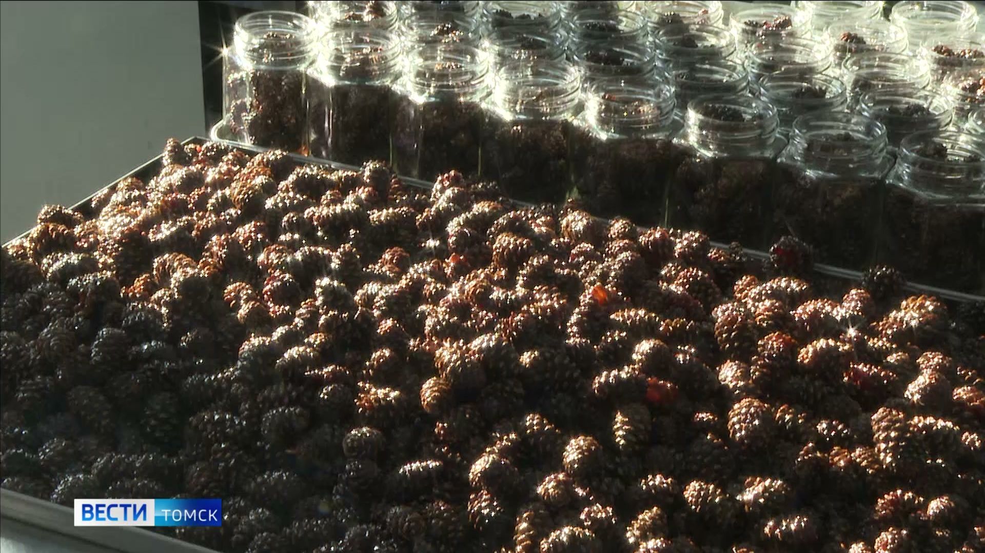 Вести-Томск, выпуск от 19.02.2026 21:10