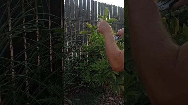 Стрижка бузины на ножках. #декоративныйсад#крым#садна4сотках#стрижкарастений#кустарникнаножках