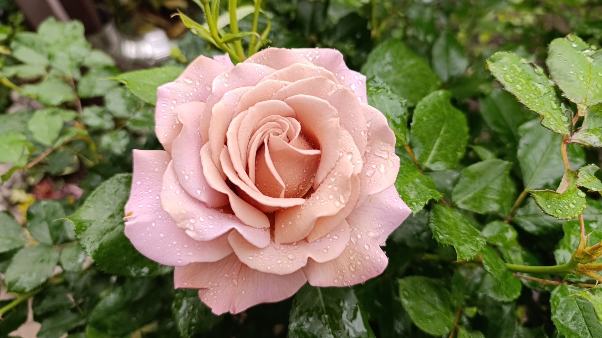 Роза Коко Локо - изюминка вашего сада!