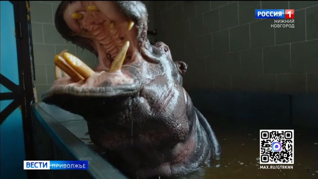 Историческая драма «Красавица» о спасении животных в блокадном Ленинграде выходит в большой прокат