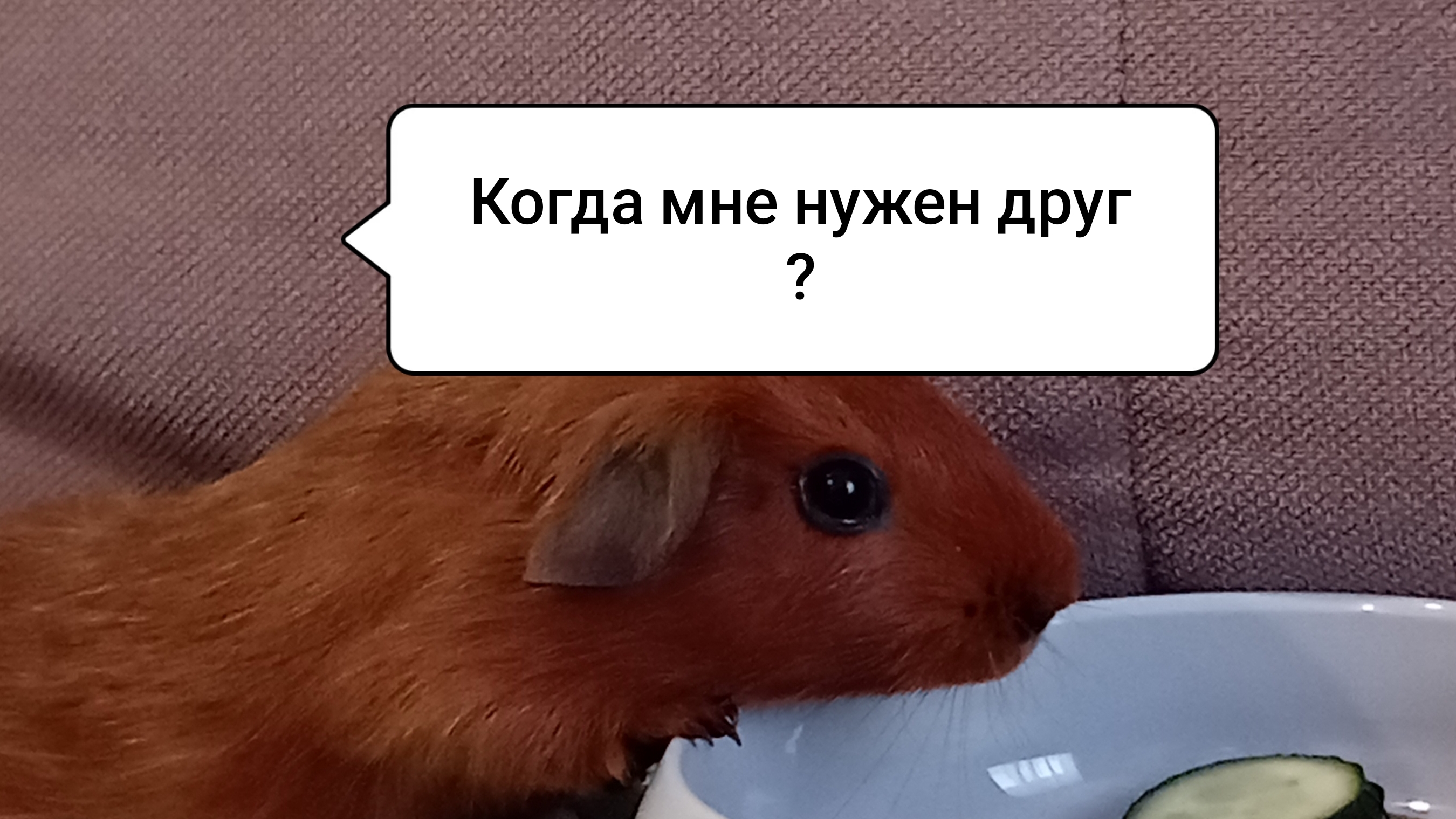 КОГДА МОРСКОЙ СВИНКЕ НЕОБХОДИМ ДРУГ/Морская Свинка Орешек