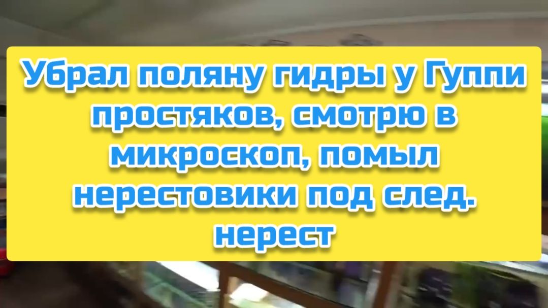 Убрал поляну гидры у Гуппи простяков, смотрю в микроскоп, помыл нерестовики под след. нерест