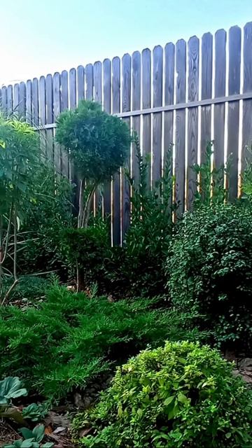 Было- стало. Коротко о саде за 64 секунды#домисад#южныйсад#садна4сотках#garden#удачныйсад#малыйсад