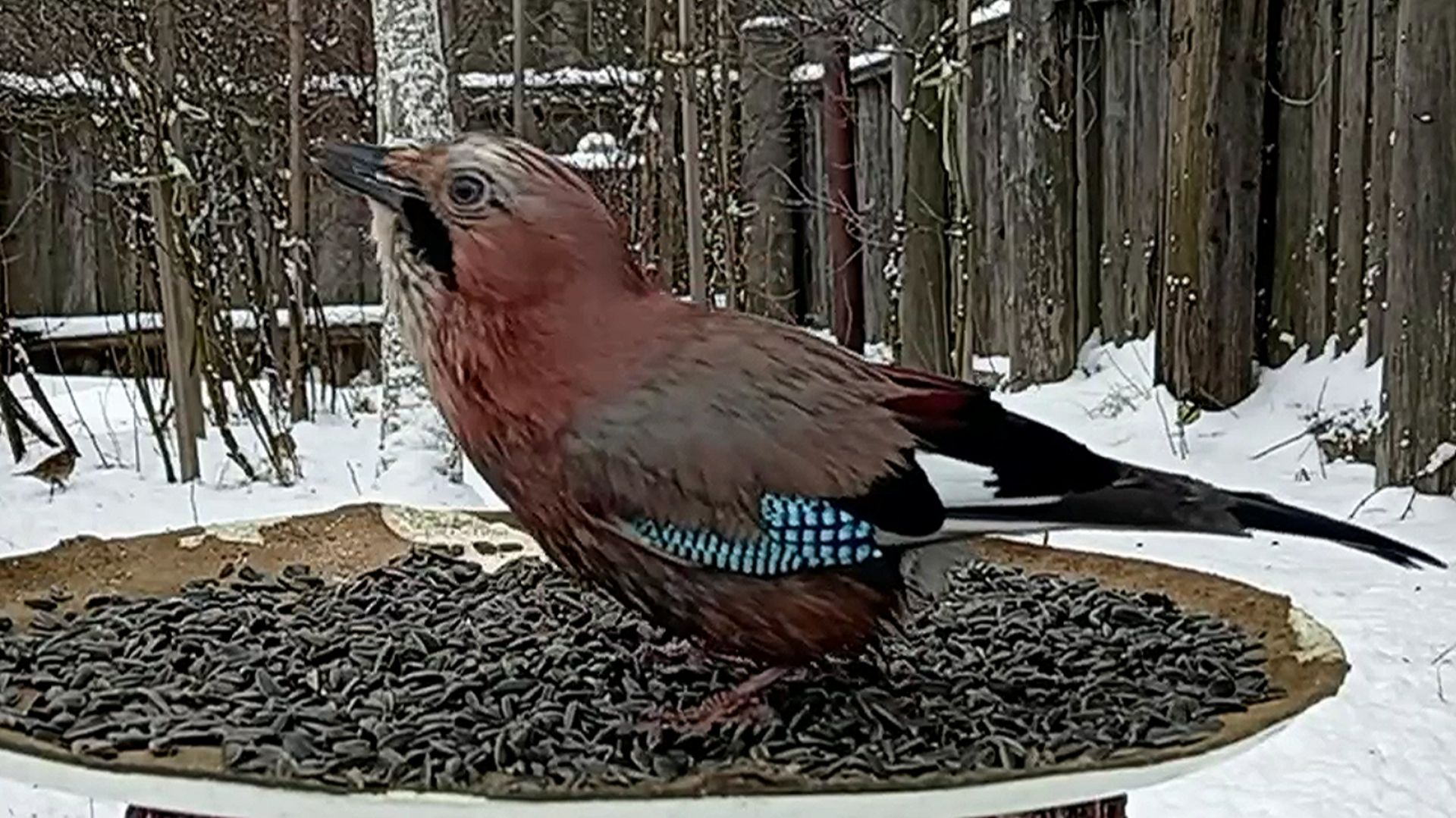 Видео для Котов