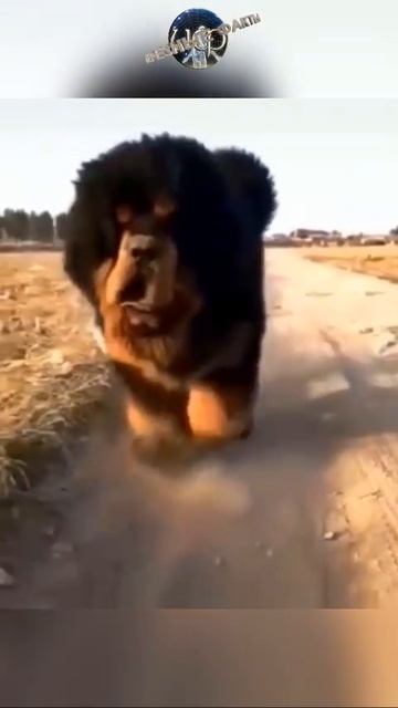 Тибетский мастиф - mastinus (@infackts)