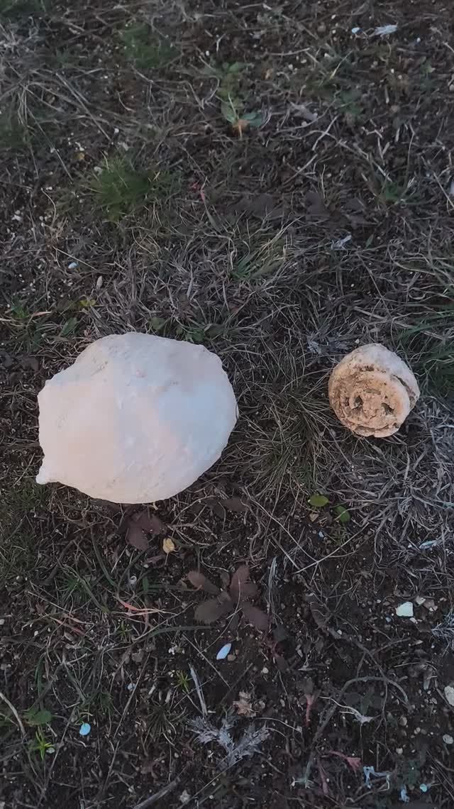 Conoclypus и Strombus Крым Окаменелости Эоцен