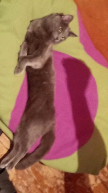 Кот Атос радуется пятнице! #shorts #котатос #животные #атос #милота