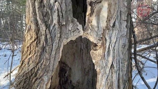 «По Уссурийскому краю». Дуб монгольский.