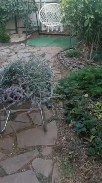 16.07.2025 Летняя обрезка лаванды и лавандинов.Вечерний сбор урожая#крымскийсад#садна4сотках#лаванда