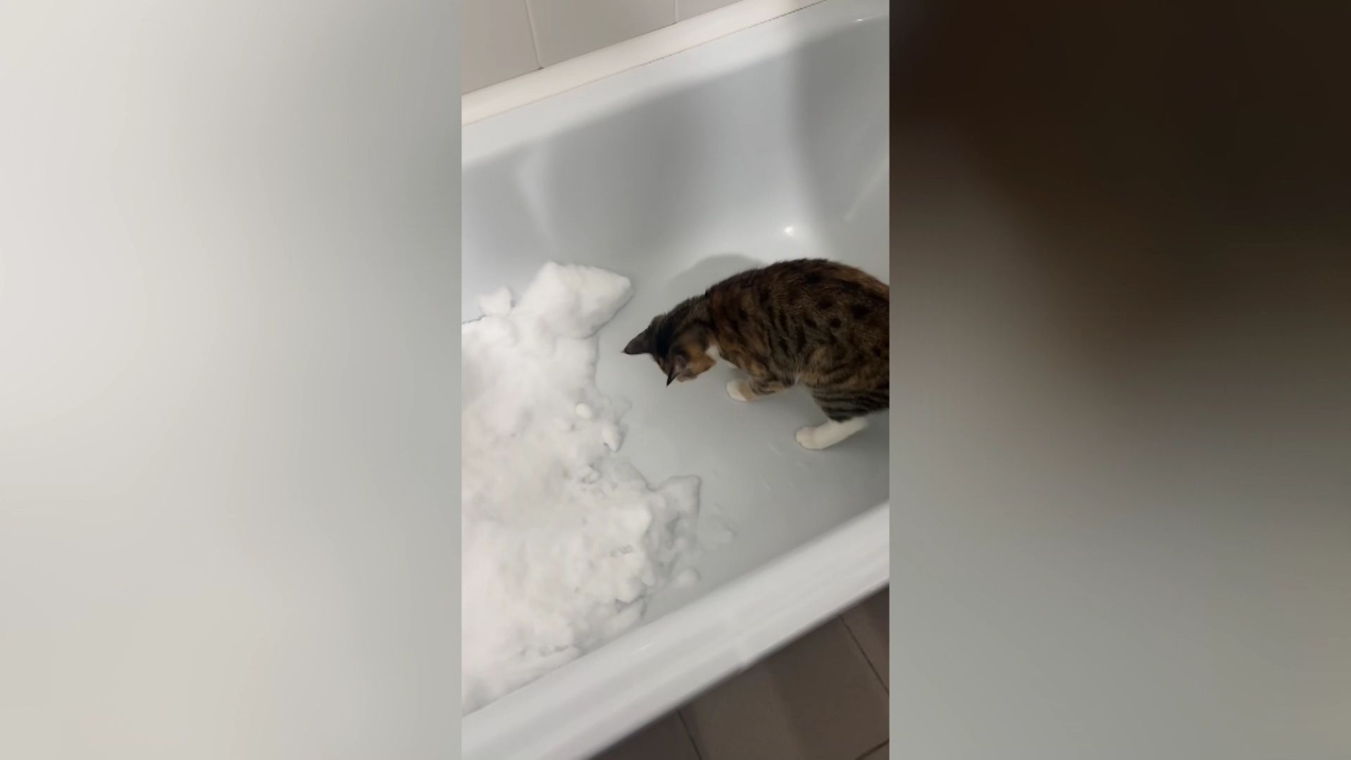 В югорском интернете кошка впервые увидела снег