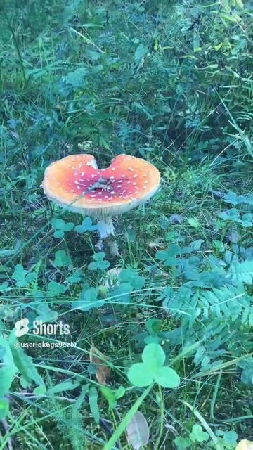 Ленобласть. Хвойное. 20.08.2024. Грибы-красный мухомор, найден у дороги, возвращение с рыбалки