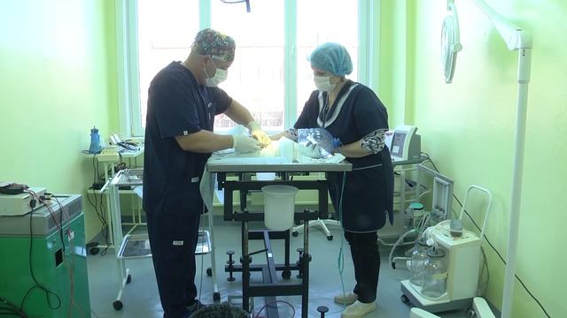 Апельсин. День стерилизации. 24-02-2026