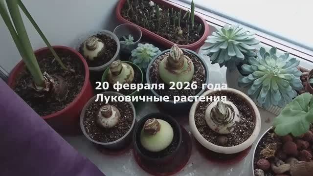 20 февраля Луковичные. У меня украли видео! #луковичные. #тюлбпаны, #амариллис, #гипераструм