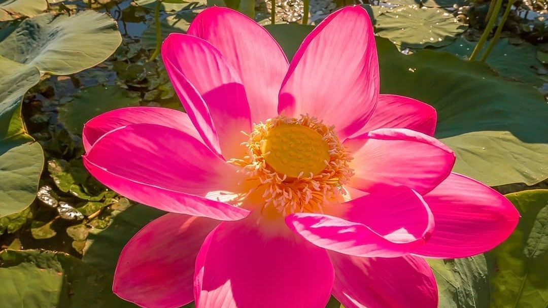 «Моя планета»1  Автор стихов_ Anna NAZAROVA Дата_ 31.05.2025.