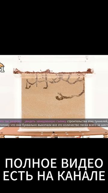 1 000 муравьёв против стихийных бедствий 1 часть