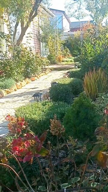 #garden#южныйсад#осенняяпора#октябрь#садыкрыма#садна4сотках#удачныйсад#бабьелето#хризантема