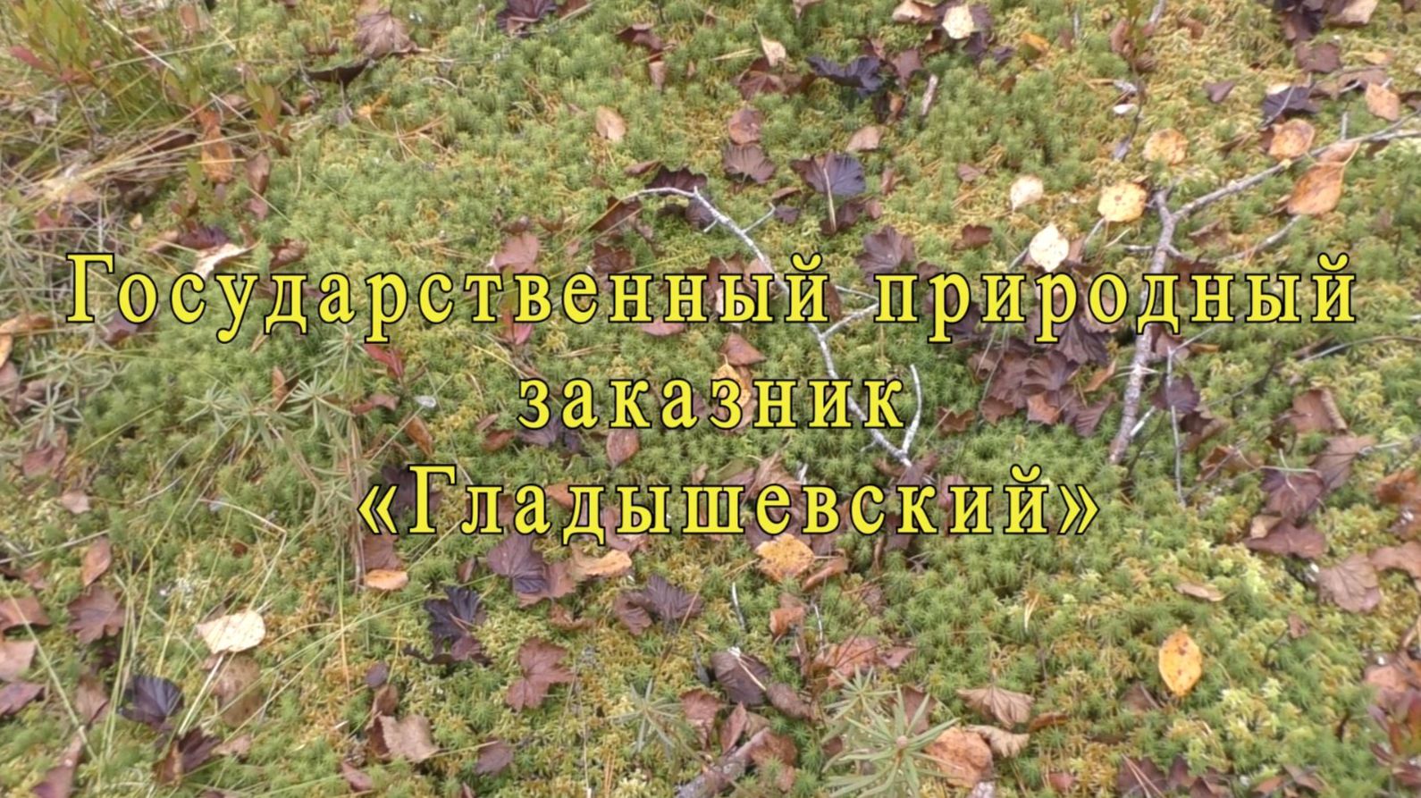 Государственный природный заказник «Гладышевский»