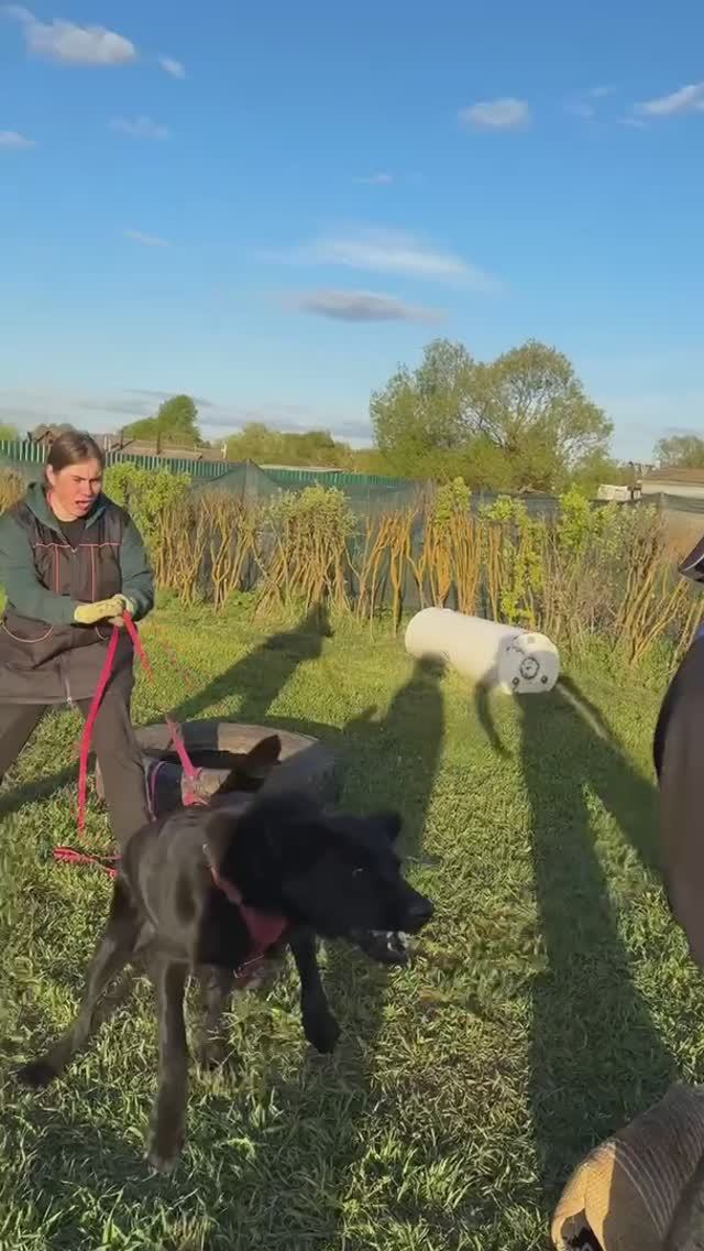 немецкая овчарка Xara STASI