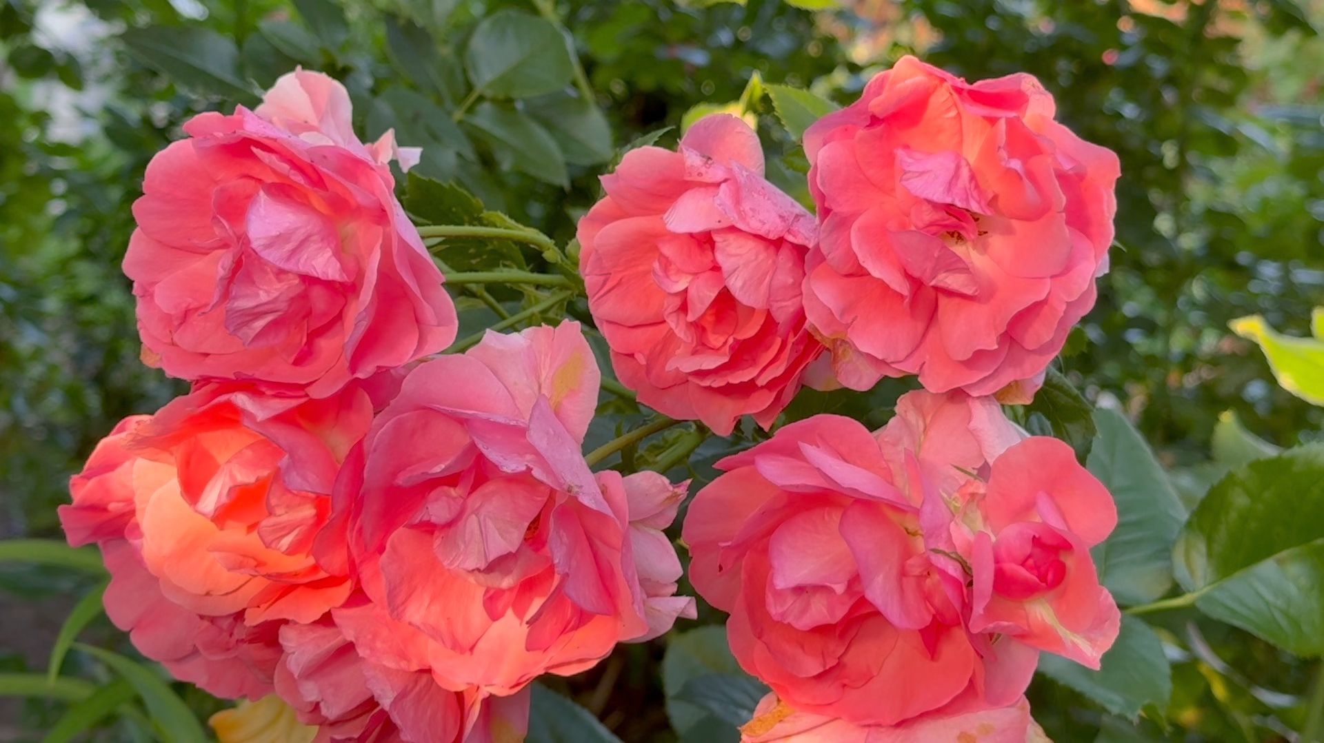 Август в Саду Вечер 3 августа 2025 часть 1