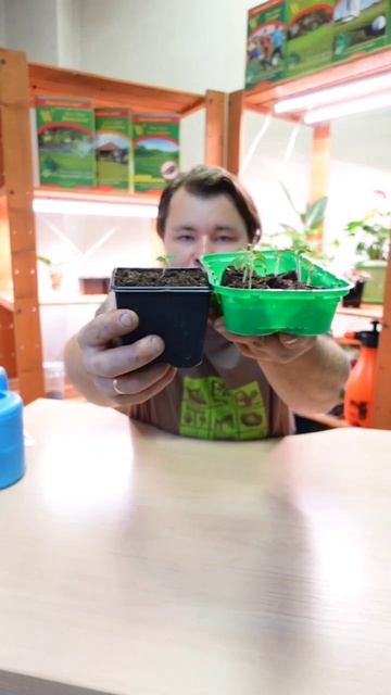 Стоит ли рано пересаживать рассаду?