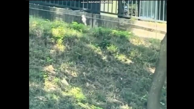 Феи реально попались на камеру якобы. Неизвестные насекомые или существа из сказок