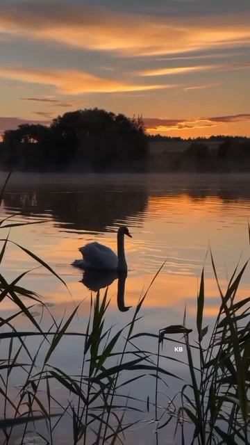 #видеооткрытка #красивоевидео #видео #katyboro #рекомендации #врек #топ