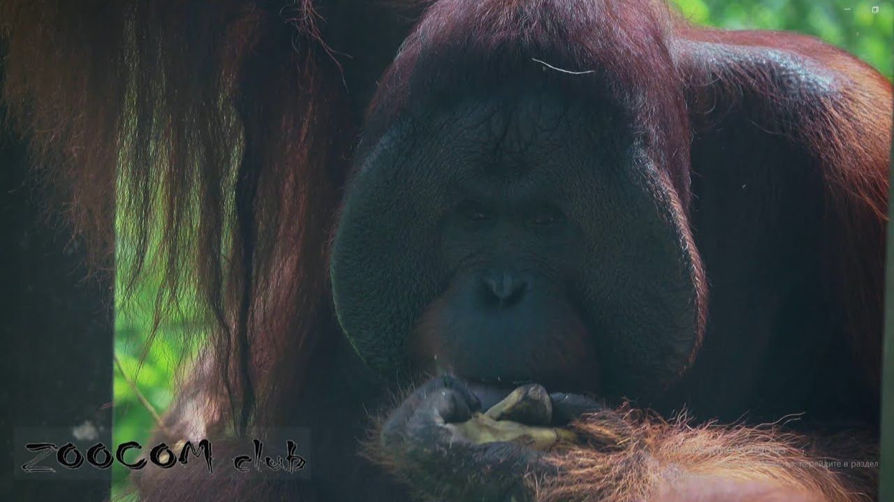 Человек леса