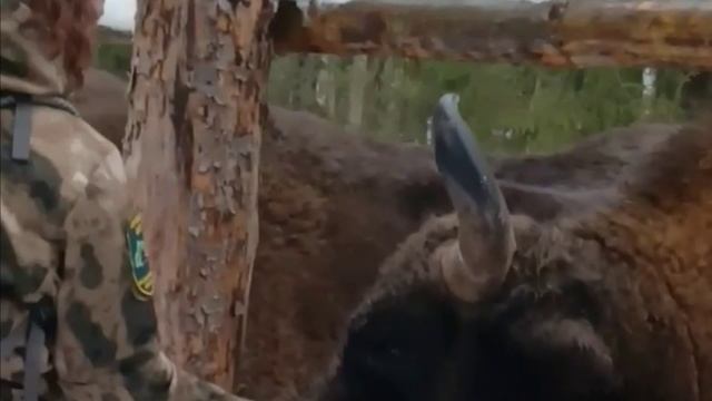 Зубры в деревне Якушиха Вязниковского района 3 камера