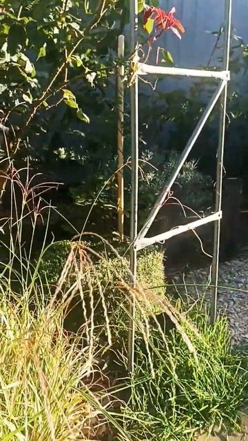 #осеннийсад#осеньвсаду#осенняяпора#южныйсад#декоративныйсад#садыкрыма