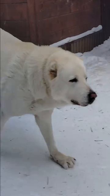 Ищет 🏠 или службу серьёзный охранник САО Тайлер 🍀❗Пост в описании 🎥 #собака #алабай #сао #любовь