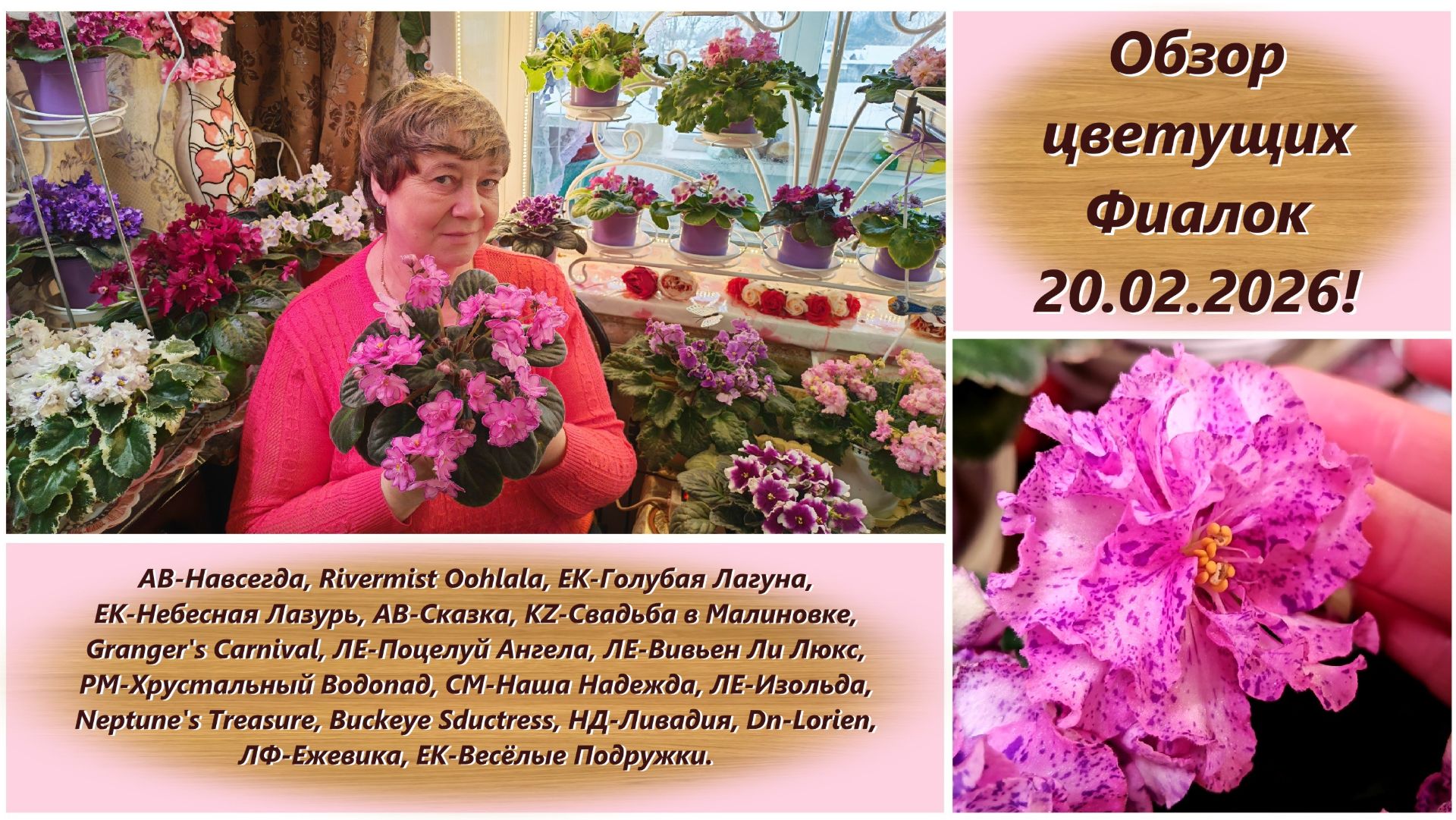 Обзор цветущих Фиалок 20.02.2026!