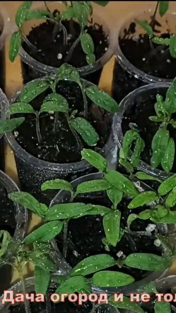 Листики рассады не расправились, что делать #огород #рассада #сад #листья #shorts